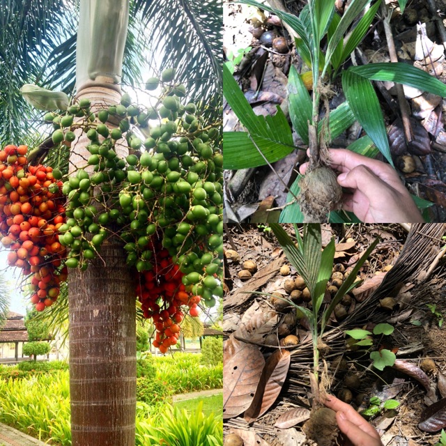 Pokok Pinang Merah Pokok Hiasan | Shopee Malaysia