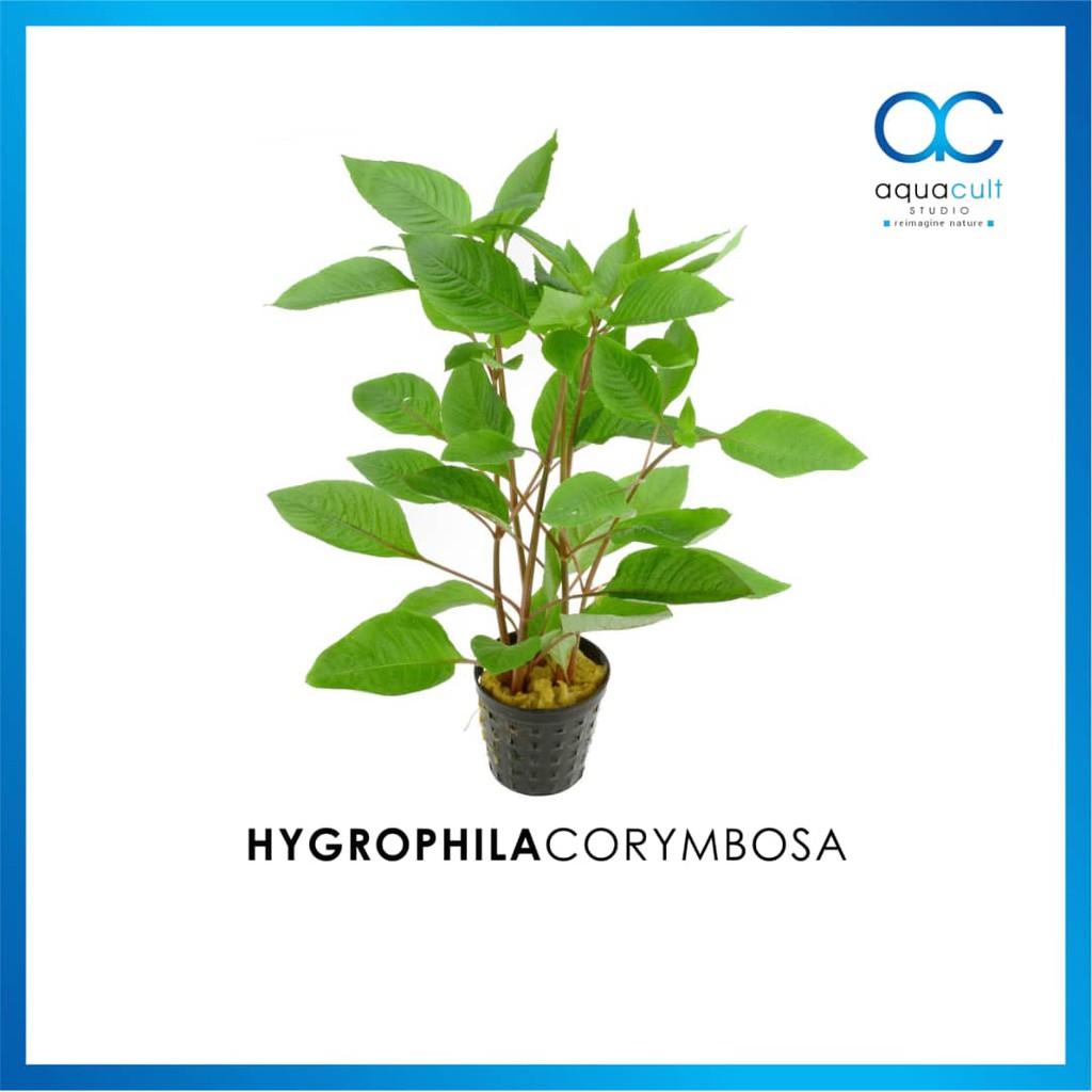 Hygrophila Corymbosa/Giant Hygro - Pot (Aquascape/Aquarium/Vivarium ...