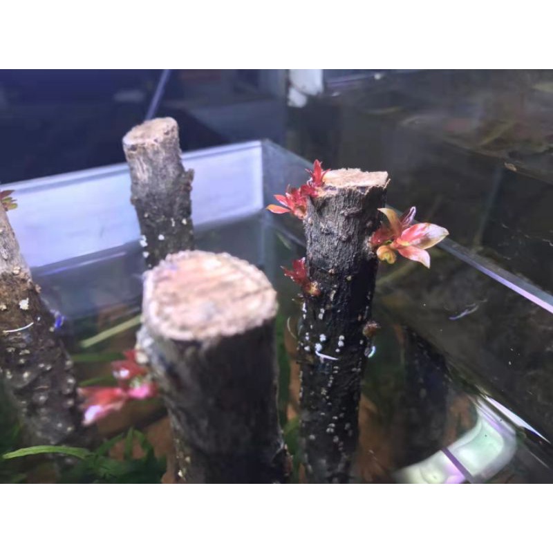 Adina Rubella Hance Straight Trunk - Aquarium / Paludarium / Terrarium ...