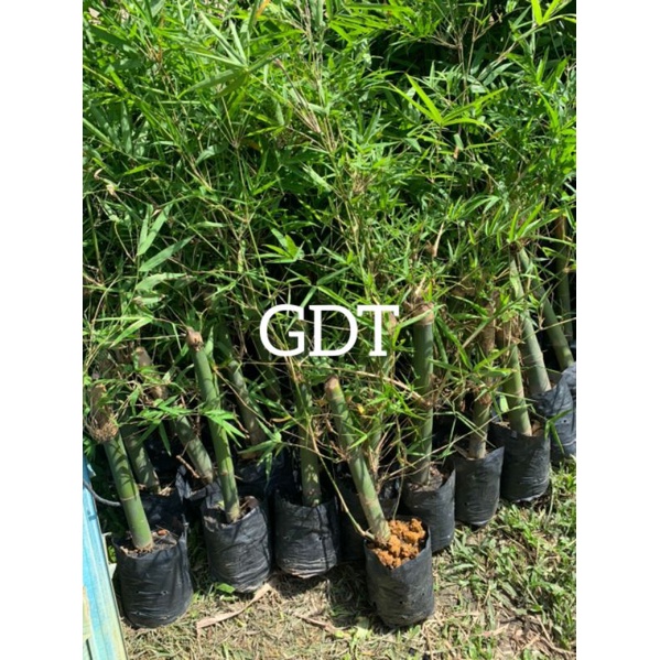 Benih Buluh Madu Gigantochloa Albociliata Rebung live plant | Shopee ...