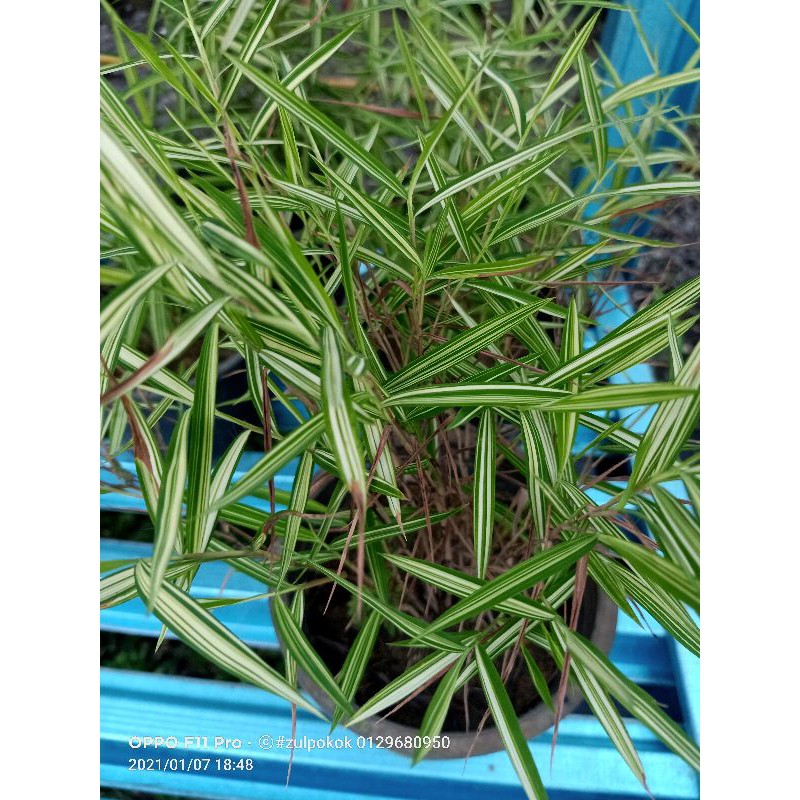 Pokok buluh perindu daun batik | Shopee Malaysia