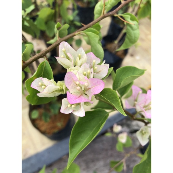 PBN - Bougainville bunga kertas - pokok bunga nursery cepat rajin ...