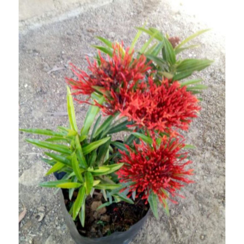 Pokok Bunga Ixora(Merah, Pink, Putih, Kuning) | Shopee Malaysia