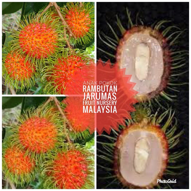 Anak pokok rambutan jarumas HYBRID-Fruit Nursery Malaysia | Shopee Malaysia