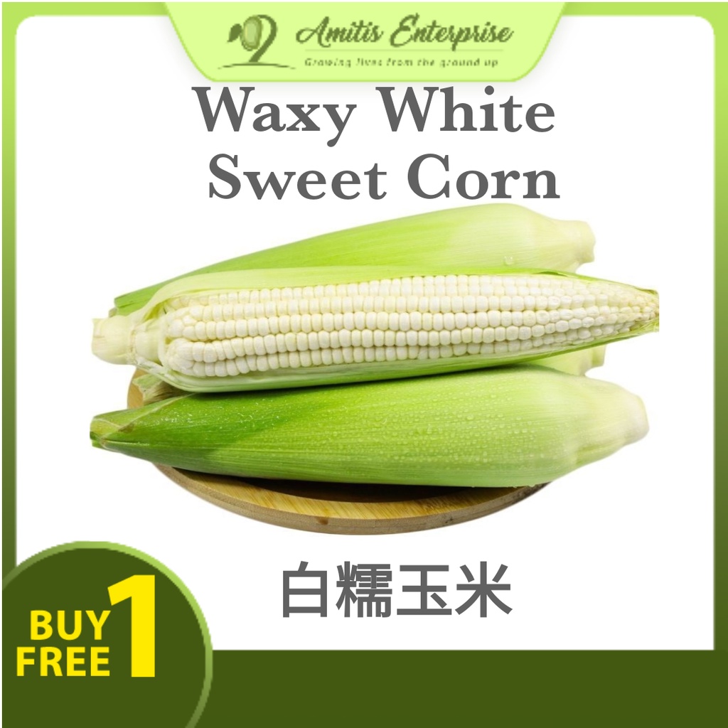 30 Seeds Buy 1 Free 1 White Waxy Sweet Corn 白糯玉米Sticky and Waxy New ...