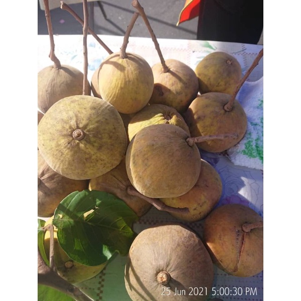 Buah setei kampung/ setey/ setoi /sentul segar 1 Kg | Shopee Malaysia