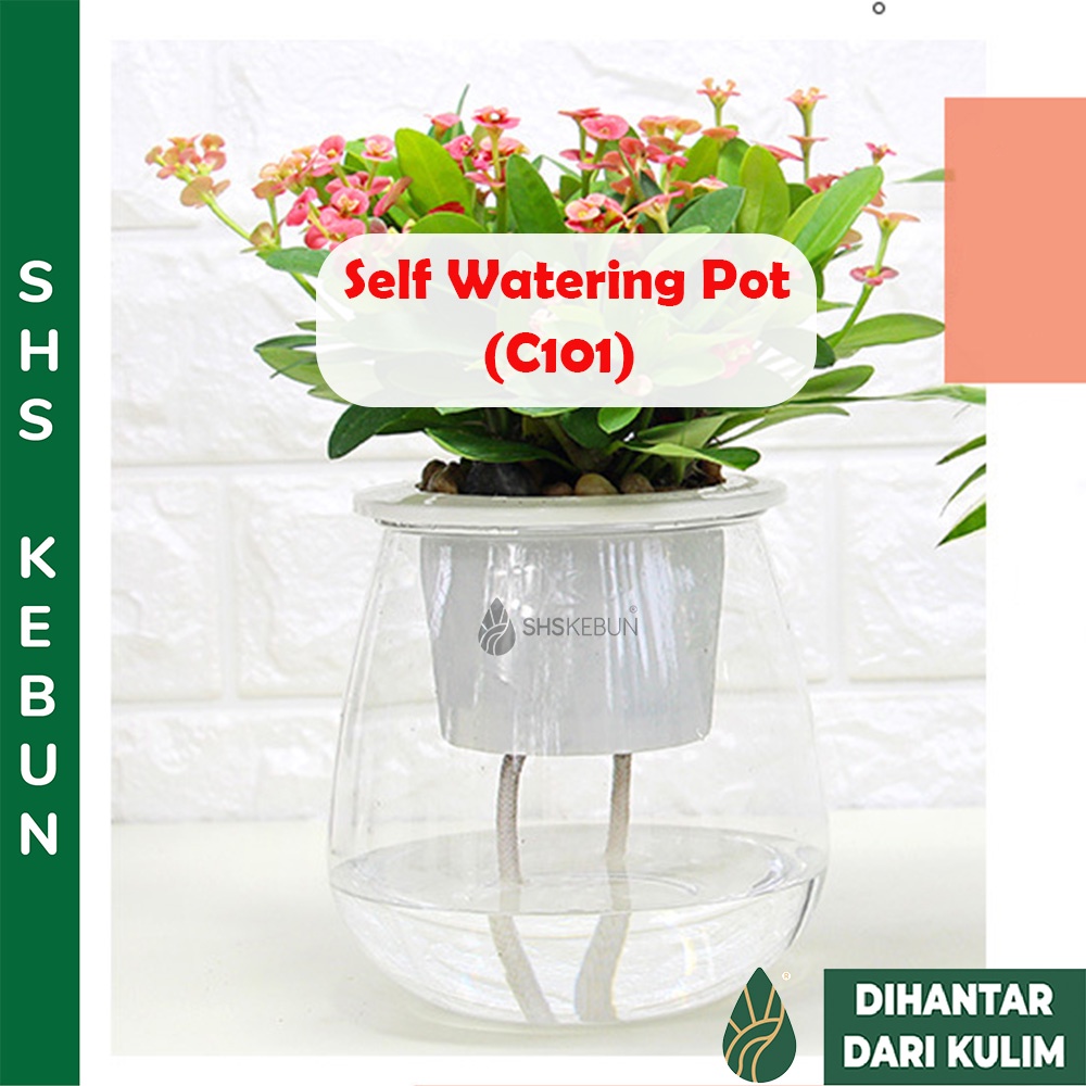 Transparent Hydroponic Plant Pot Clear Flower Pot C101 Pasu Bunga ...