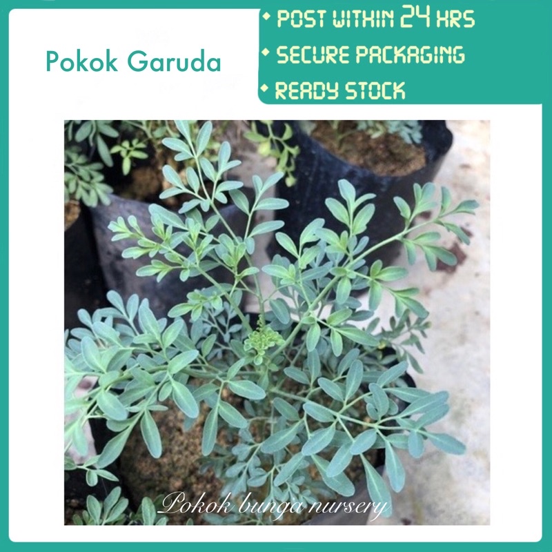 PBN - pokok garuda - pokok bunga nursery inggu ruta graveolens daun ...