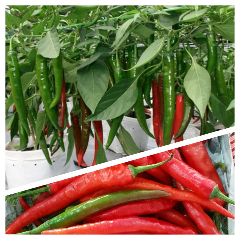 50pcs Biji Benih 110-Lada Besar Merah/F1 Hybrid | Shopee Malaysia