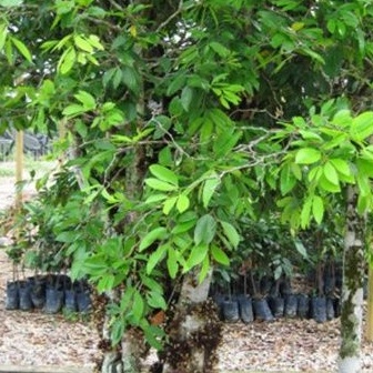 Anak pokok nam nam atau katak puru sepokok | Shopee Malaysia
