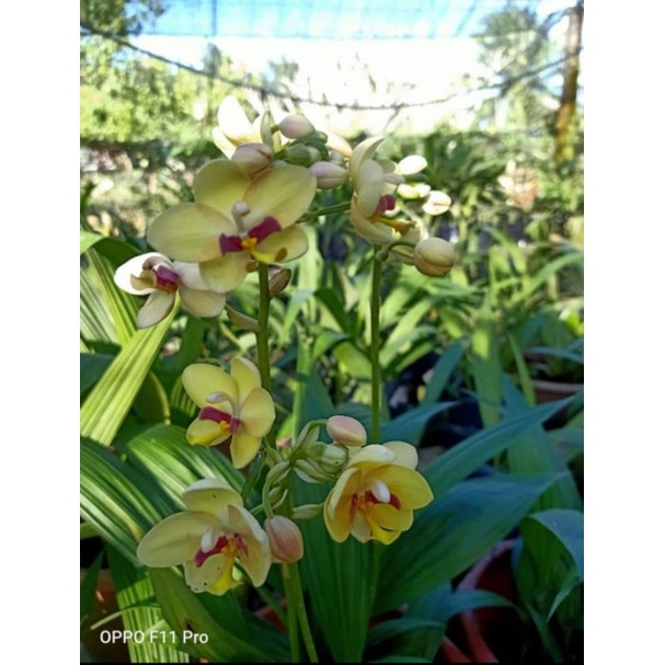 Orkid Pinang Pelbagai Warna Saiz Kecil (SILA BACA DESCRIPTION) | Shopee ...