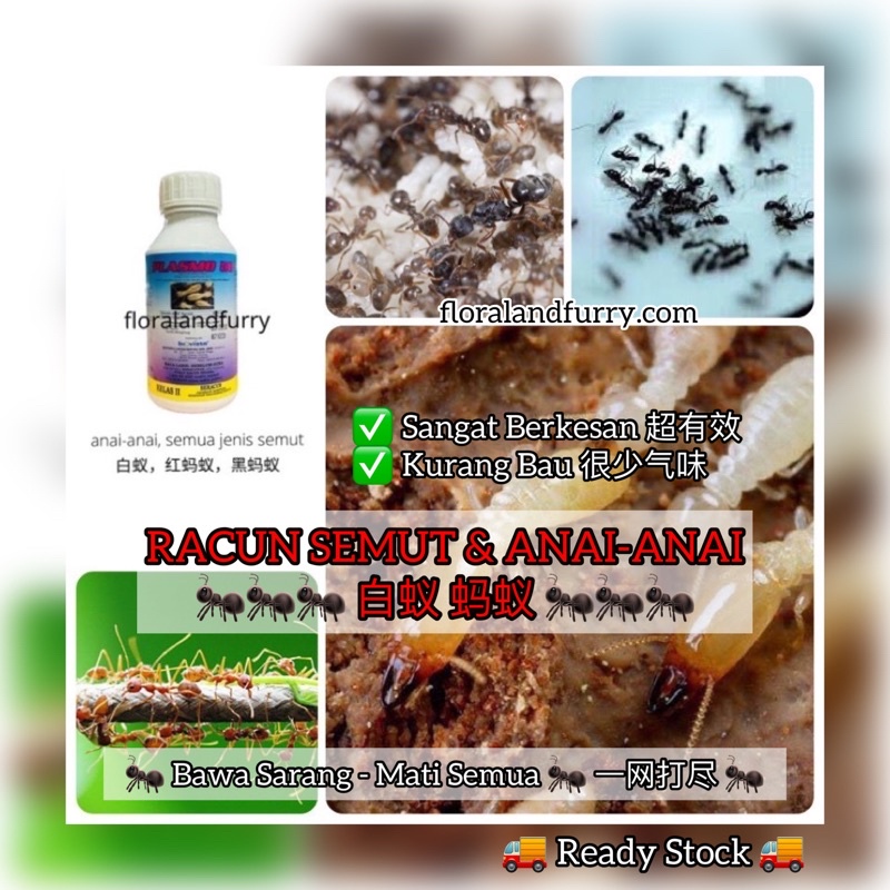 500ml Plasmo 50 Racun Anai-anai Fipronil Regent Dalam Rumah Tanah Pokok ...