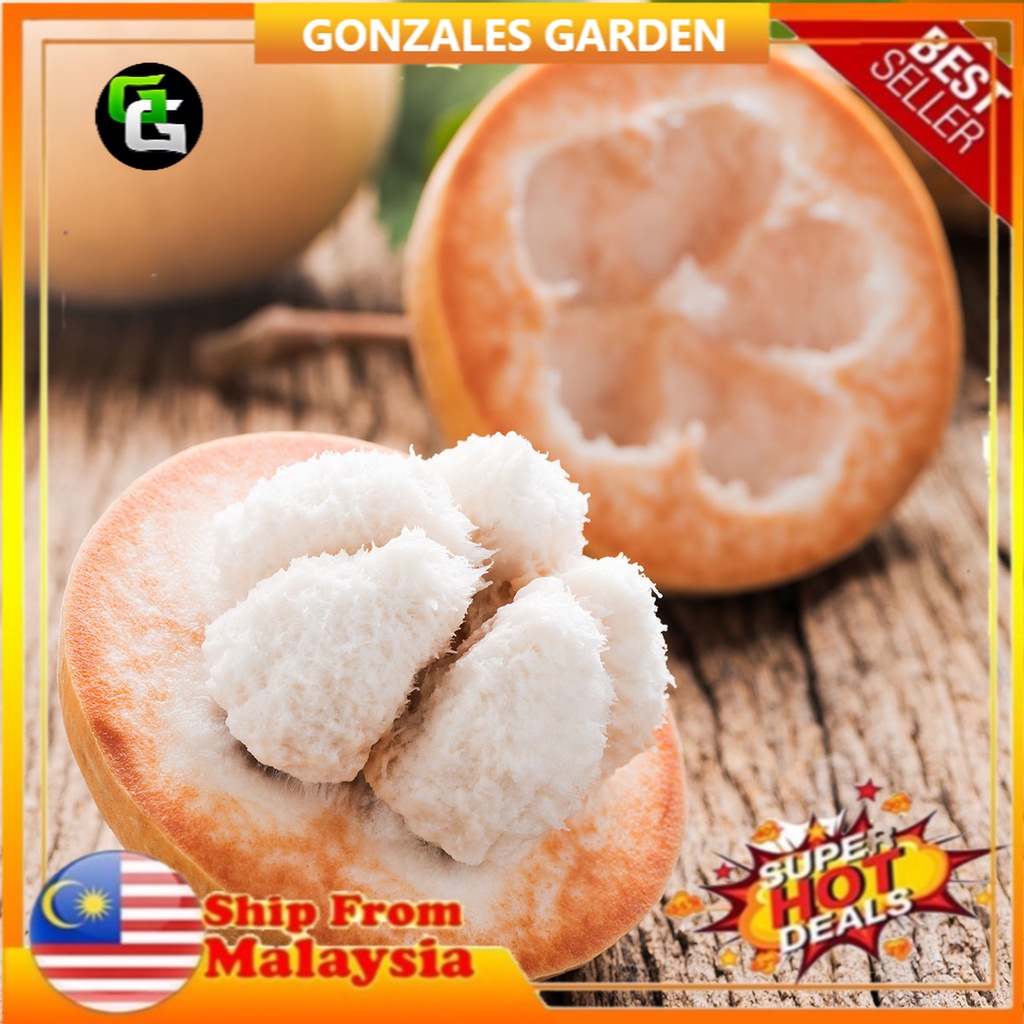 Anak Pokok Setul Sentul Setol Sentol Setoi Kecapi Jumbo Siam Hybrid ...