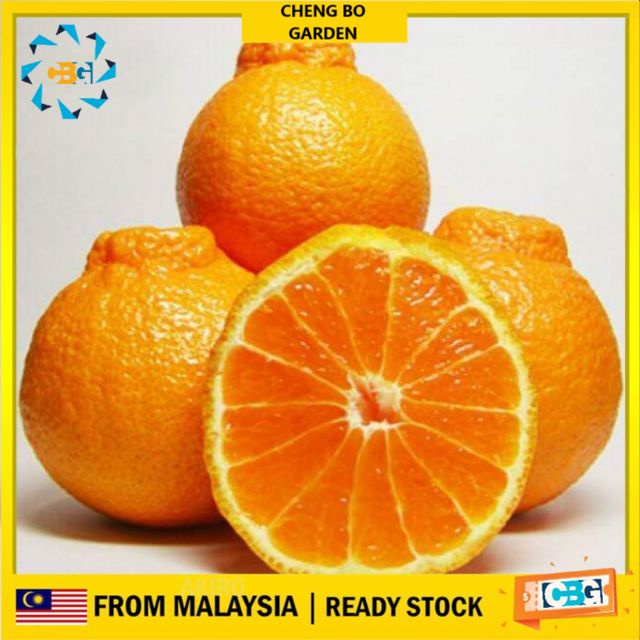 Anak Pokok Limau Dekapon Dekopon Import Dari Thailand | Shopee Malaysia
