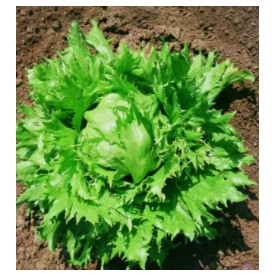 Cooking Butterhead Lettuce Frisee seed(organic) | Shopee Malaysia