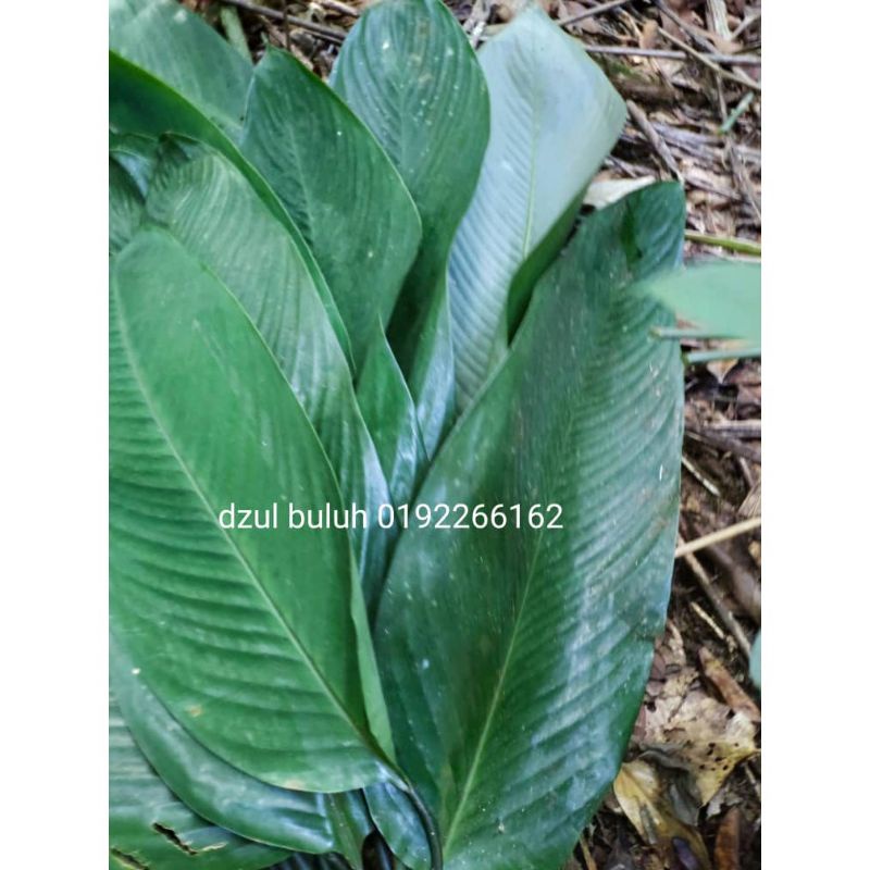 DAUN LEREK LEMANG RAYA 2023 - RM 12 (10helai) | Shopee Malaysia