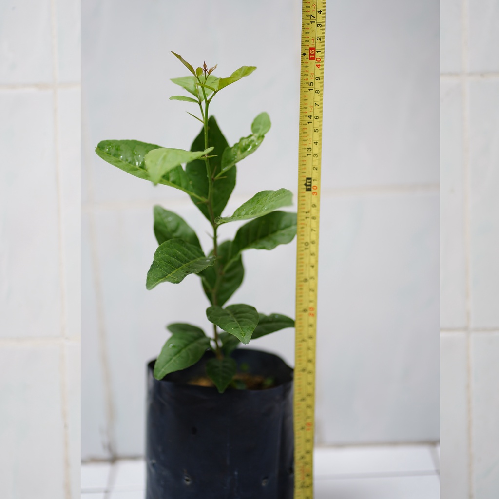 Vilvam Indian Bael / Vilvam / Aegle marmelos / Bilva Live Plant/Vilam ...