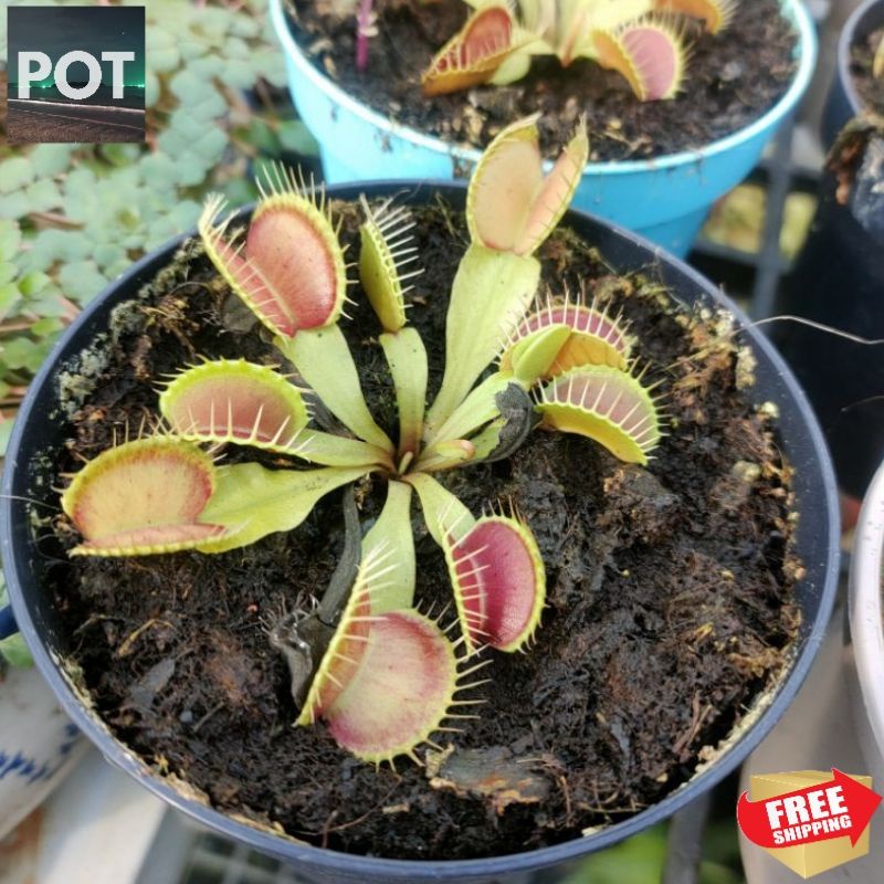 1 Pot x Real Plant Live Carnivorous Plant Bunga Venus Flytrap Dionaea ...