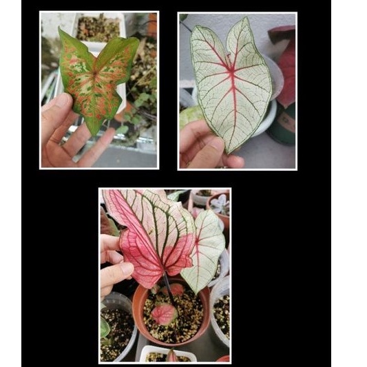 Baby Caladium Keladi Set (butterfly, white queen, strawberry infinity ...