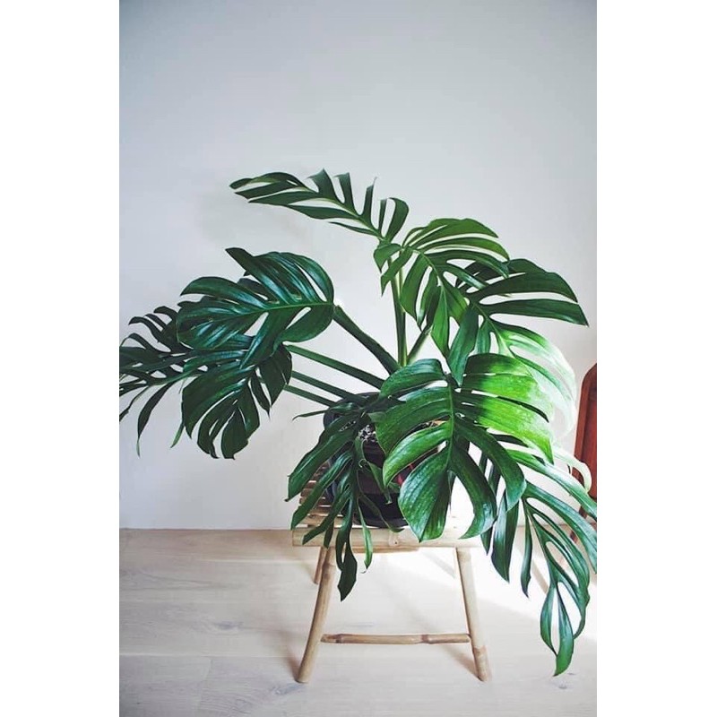 Monstera Pinnatipartita Cutting / Keratan fresh cutting Pinna real ...