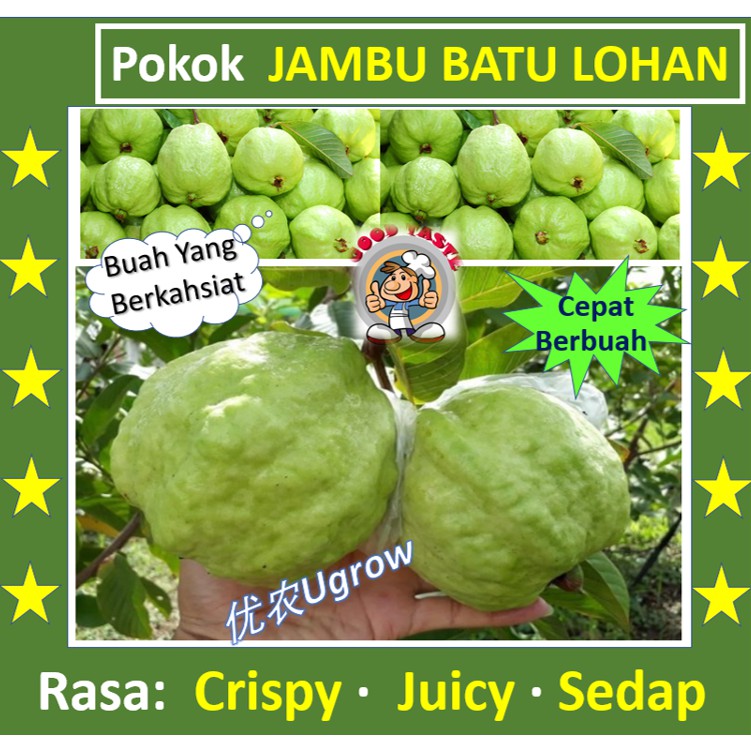 Anak Pokok Jambu Batu LOHAN GU16 罗汉番石榴 树苗 Sapling Guava LOHAN | Shopee ...