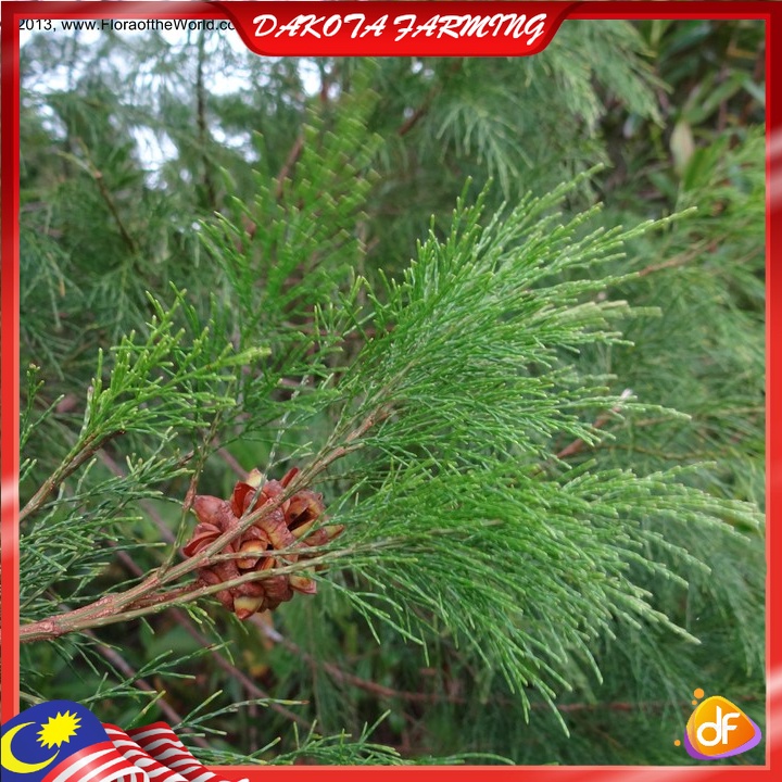 Anak Pokok Rhu Pantai Mudah Tumbuh | Shopee Malaysia