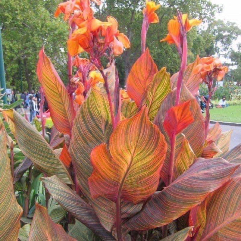 Pokok bunga tasbih oren @ canna lily 'Tropicana' dan ‘Tropicana Gold ...