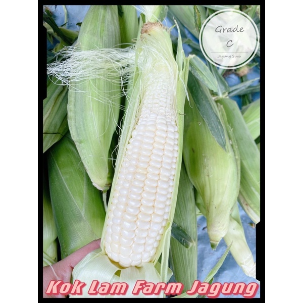 Cameron highlands white sweet corn金马伦奶白玉米 | Shopee Malaysia