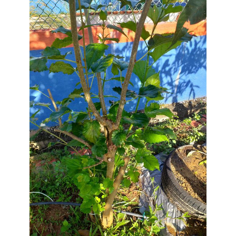 10 keratan batang mulberry | Shopee Malaysia