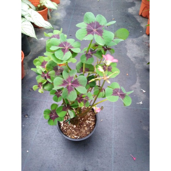 pokok rama - rama hiasan | Shopee Malaysia