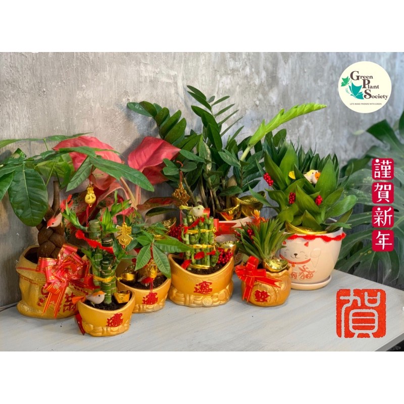 GPS Green Plant Society live plant DIY CNY Prosperity Plant Set 新年植物配套 ...