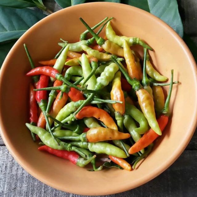 10 pcs biji benih cili rawit/cabai rawit/cane rawit/benih cili padi ...