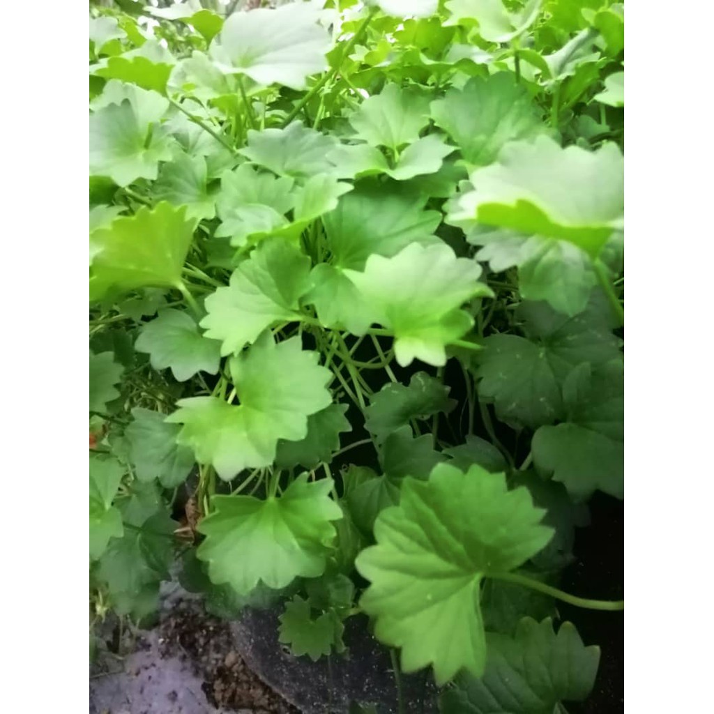 POKOK PEGAGA ULAM / POKOK PEGAGA KAMPUNG / POKOK PEGAGA | Shopee Malaysia