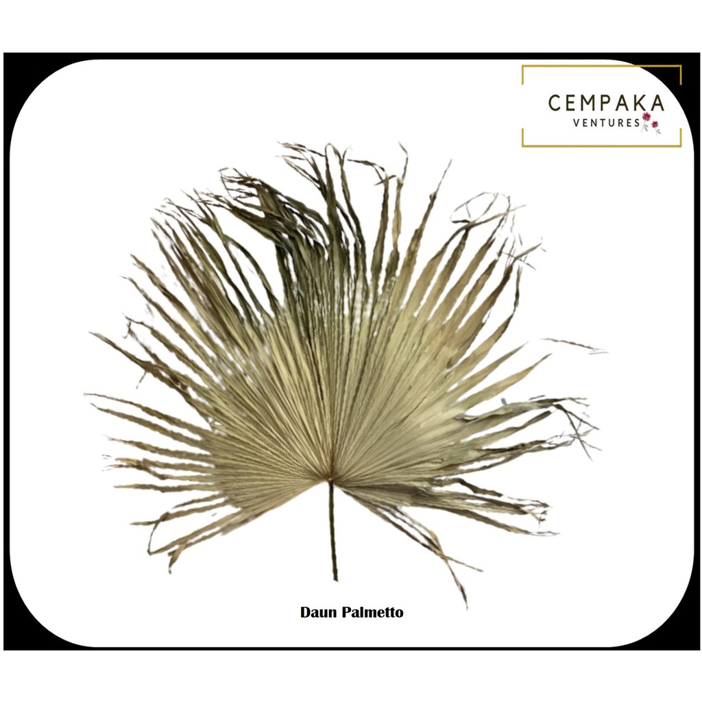 Daun Kipas Palma Kering Bunga Kering Hiasan Pelamin | Dry Leaves Pampas ...