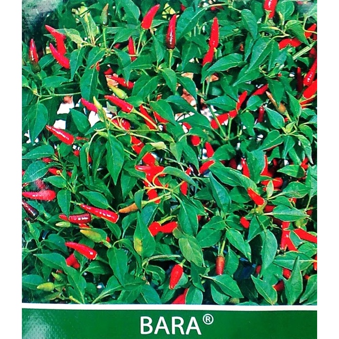 CILI BARA Seed Biji benih senang semai senang jaga | Shopee Malaysia