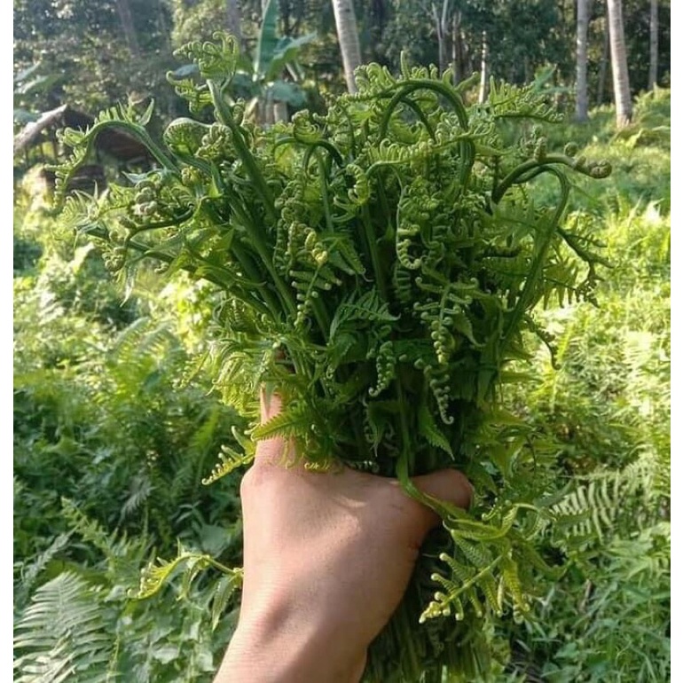 Pucuk paku fresh (1 ikat) 1kG | Shopee Malaysia