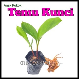 Buy temu Online With Best Price, Dec 2025 | Shopee Malaysia