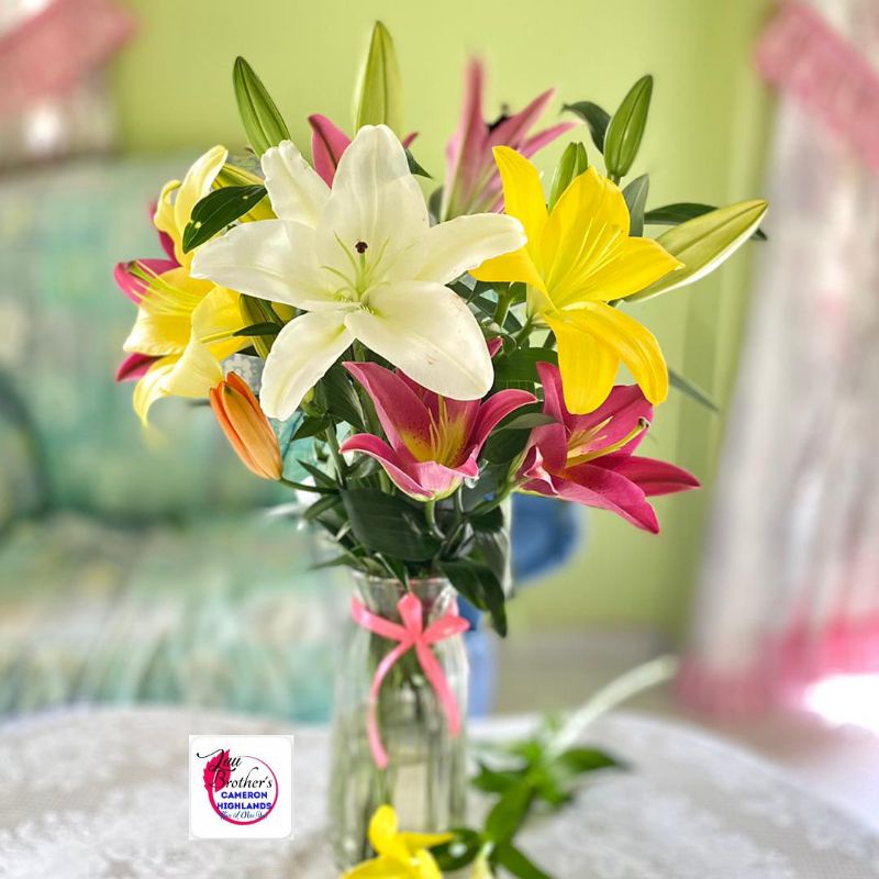 LB Oriental Lilies - Assorted Color (10 Stalks). Cameron Highlands ...