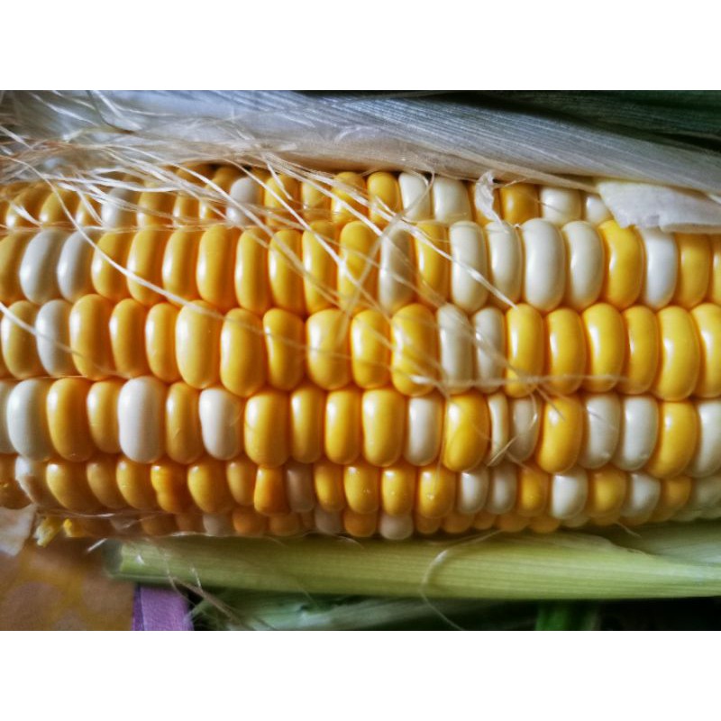 Cameron Highlands Fresh Corn | Shopee Malaysia