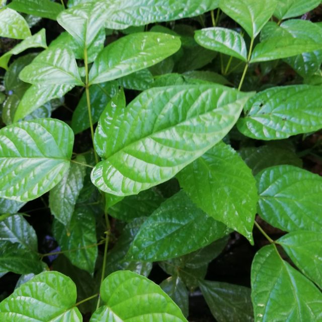 Anak pokok beko (Pajanelia longifolia (Willd.) Schum. Beko Oroxylum ...