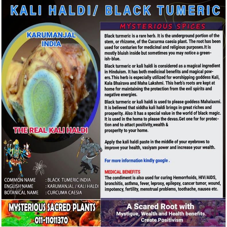 LIVE PLANT-KARUMANJAL BLUE KUNYIT HITAM INDIA ORIGINAL KALI HALDI ...