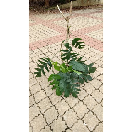 Fresh Cutting Epipremnum Pinnatum Variegated EPV Albo / Skeleton Key ...
