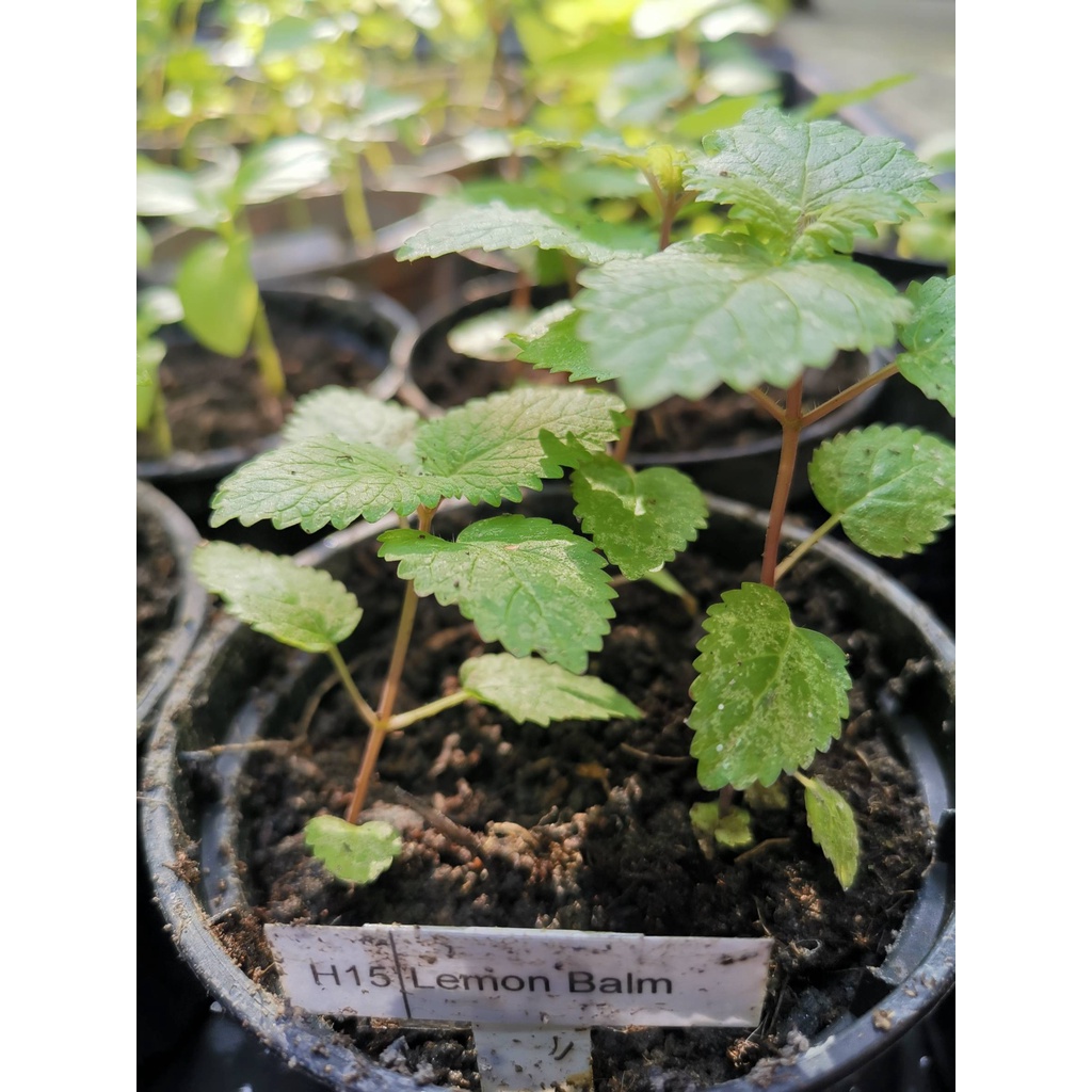 [Bunface Potato Herbs & Garden] Lemon Balm Herbs Plant/ Anak Pokok ...