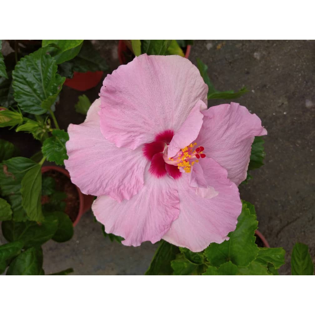 Pokok Bunga Raya Hibrid Siam Premium - Warna: Pink | Shopee Malaysia