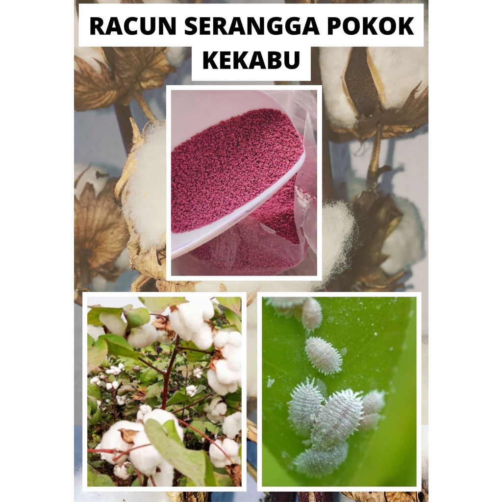 𝗖𝗼𝘁𝘁𝗼𝗻 𝗧𝗿𝗲𝗲 Insecticide Racun Serangga 1L Pokok Kekabu Hama Sarang ...