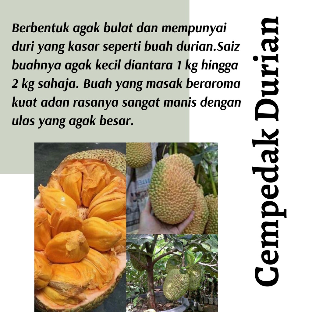 (Real Plant) Anak Pokok Cempedak Durian cepat berbuah hybrid | Shopee ...