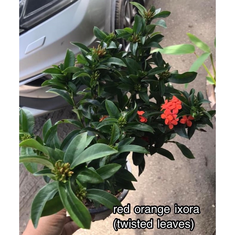 Pokok ixora / jejarum / siantan bunga wangi madagascar ixora, ixora ...
