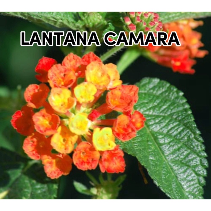 1 KERATAN BATANG POKOK BUNGA KERTAS/BUNGA JENJARUM RUBIA/BUNGA RAYA ...