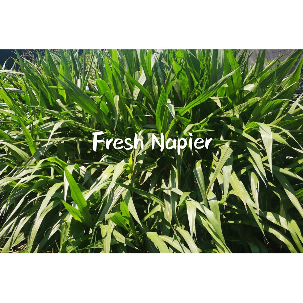 (( 2kg )) Daun Napier Fresh Leaves 2kg for Rabbit Guinea Pig Hamster ...