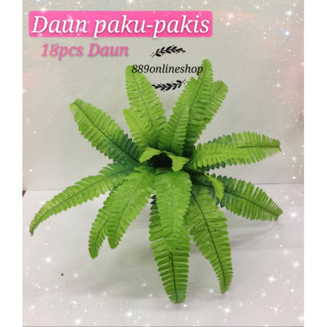 🌿Readystock🌿Daun Paku-Pakis Berjambak /18 keping daun. | Shopee Malaysia